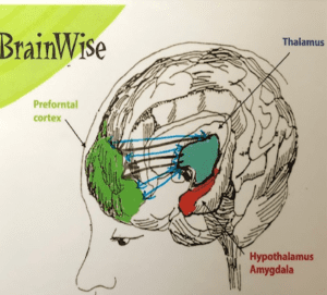 BrainWise: Neuroscience for Nonscientists - The BrainWise Program